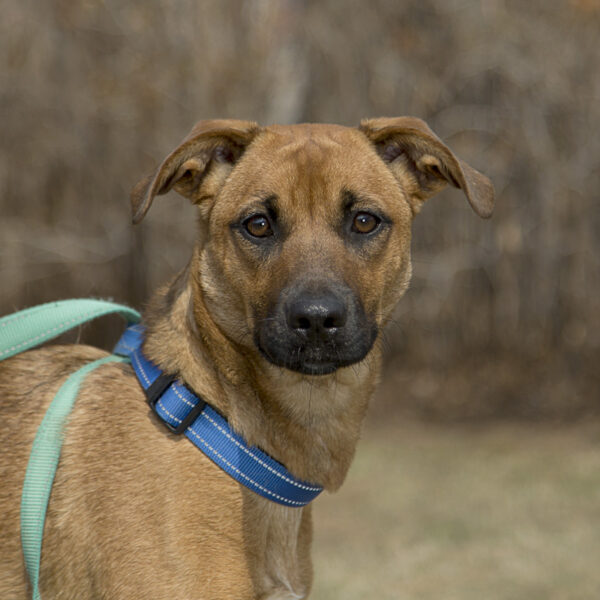 Adoptable Dogs - Lewis & Clark Humane Society