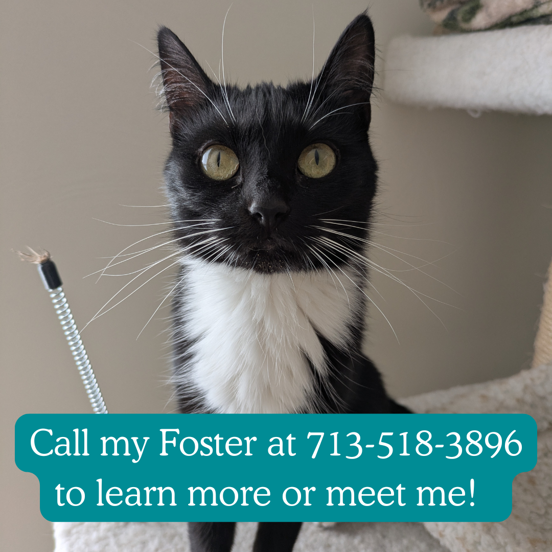 Adoptable Cats - Lewis & Clark Humane Society