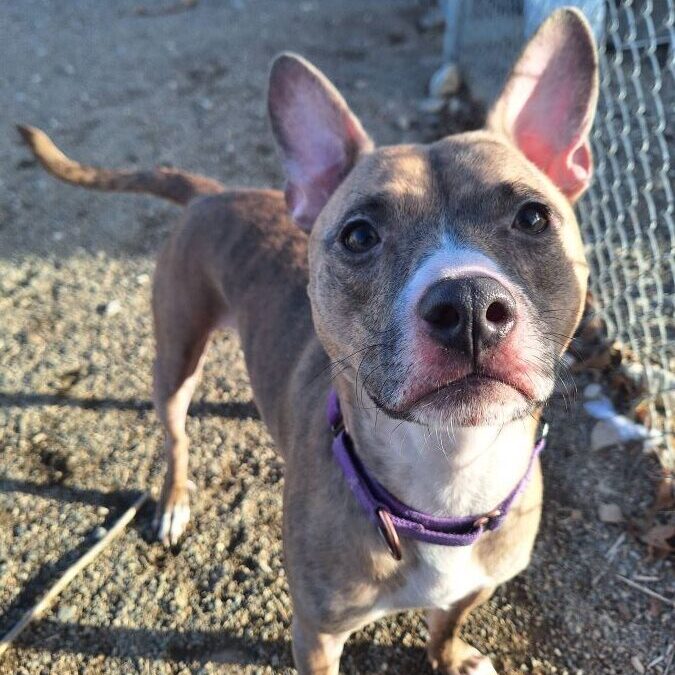 Adoptable Dogs - Lewis & Clark Humane Society