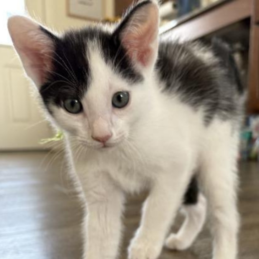 BLT - Lewis & Clark Humane Society