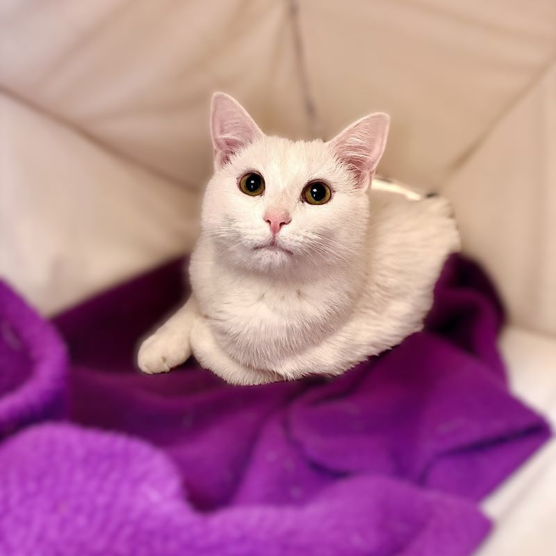 Adoptable Cats - Lewis & Clark Humane Society